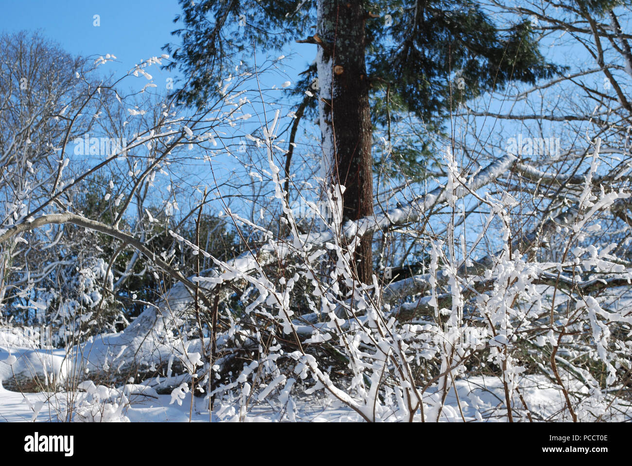 Beautiful landscape after a winter storm with snow covering everything ...