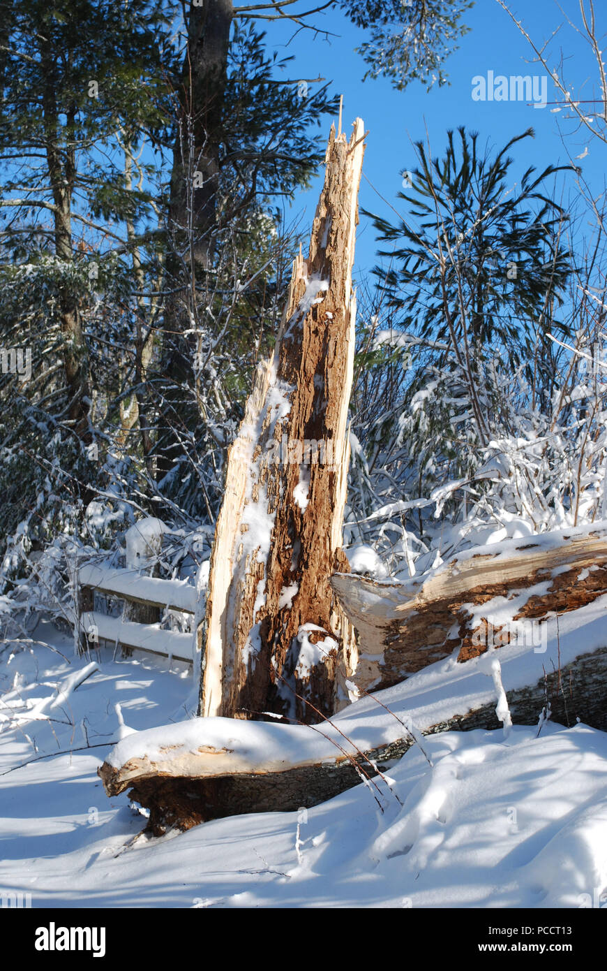 Large tree that split open during a winter blizzard Stock Photo - Alamy