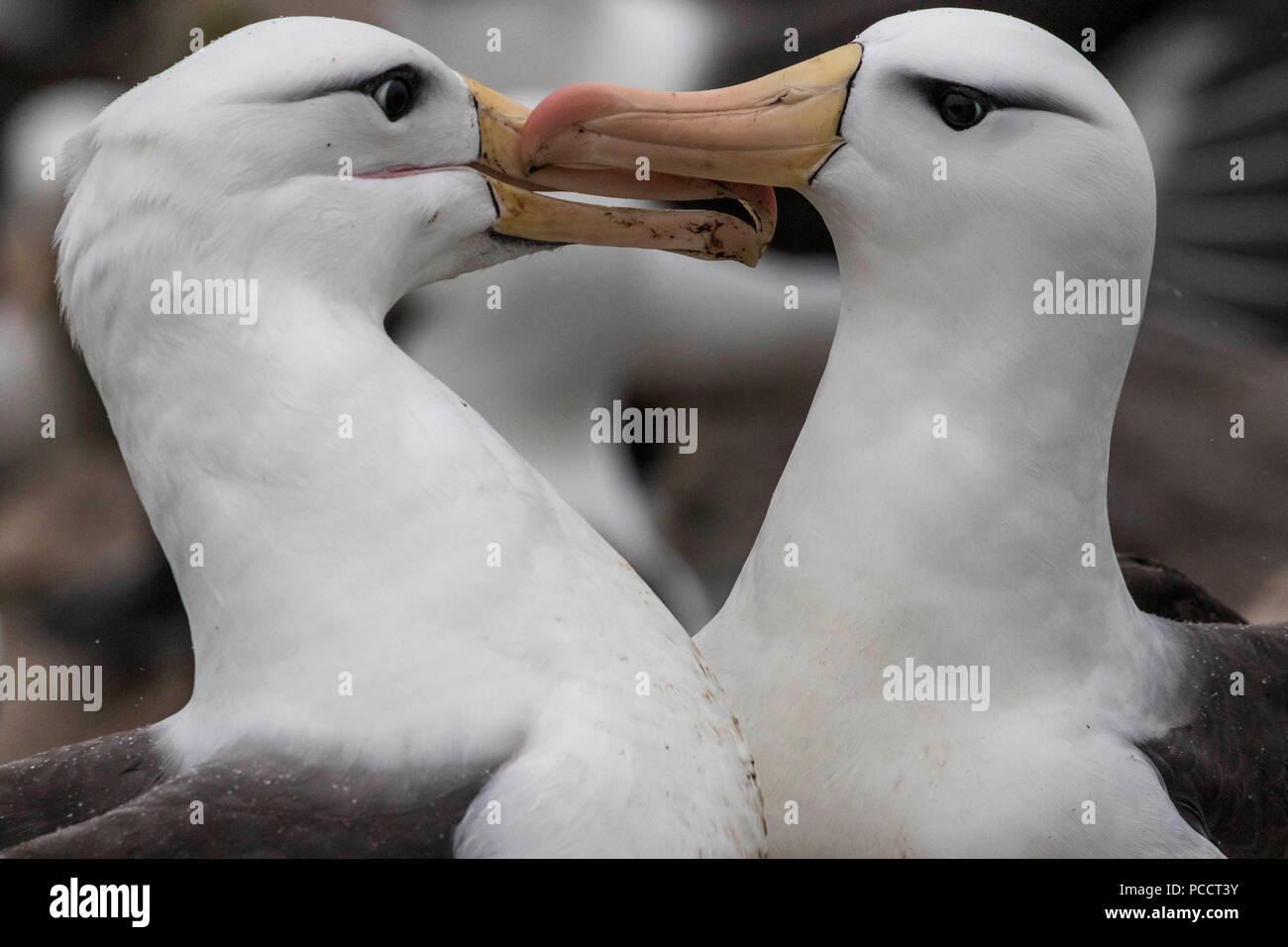 Pair of black-browed albatross nesting in the Falkland Islands Stock ...