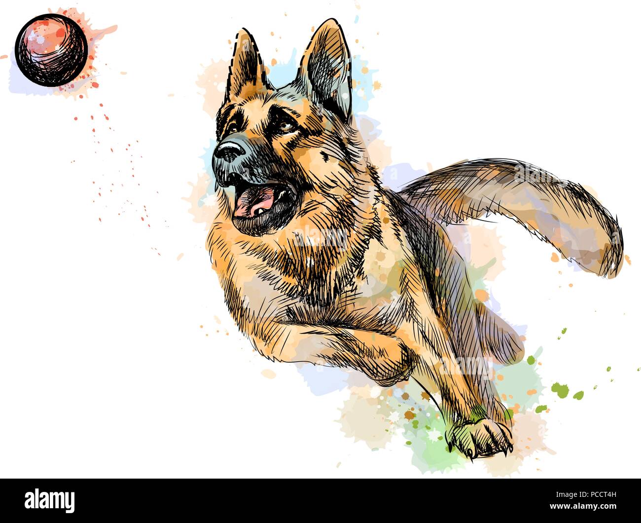 German shepherd dog outdoor Cut Out Stock Images & Pictures - Alamy