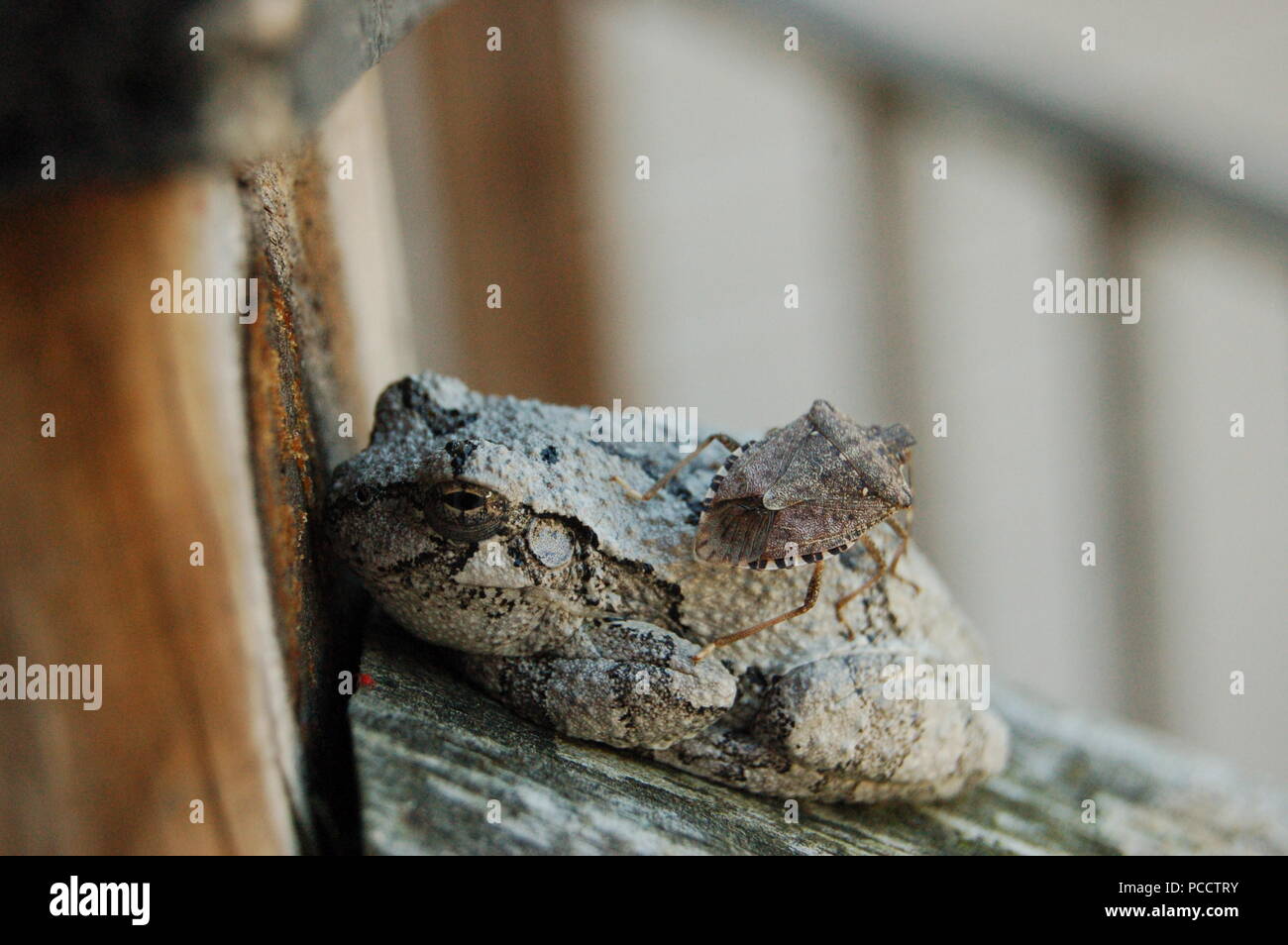 Rare insect hi-res stock photography and images - Alamy