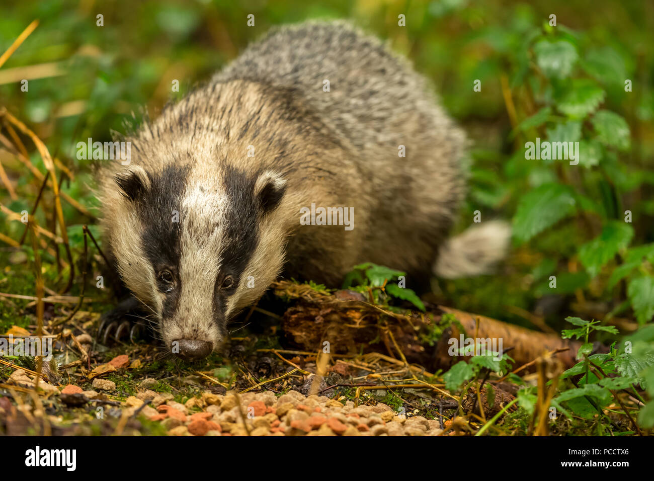 Badgers sitting hi-res stock photography and images - Alamy