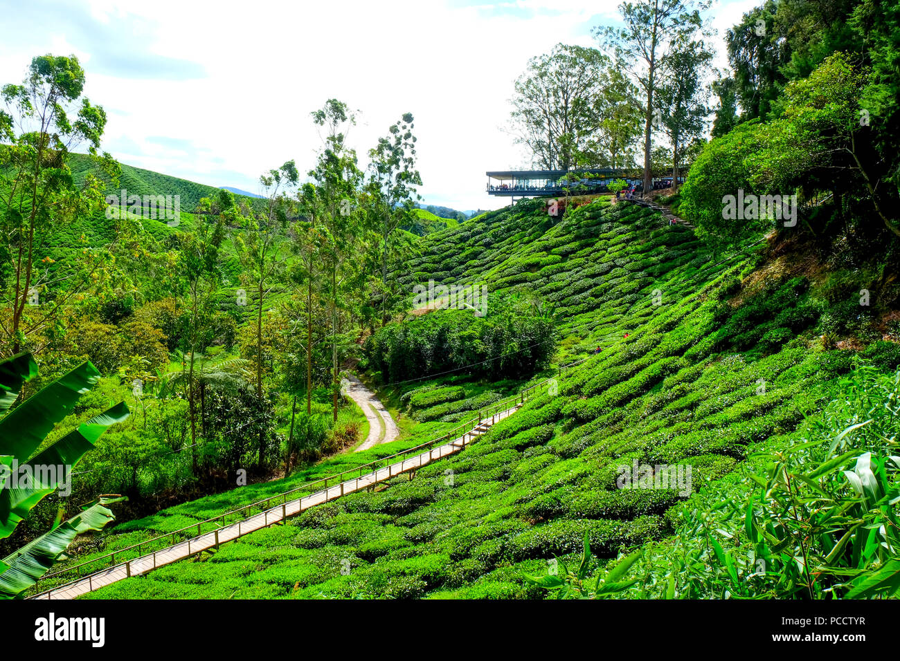 green steep undulating hills of a tea plantation the top of the hills ...