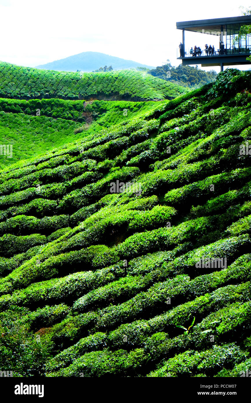 green steep undulating hills of a tea plantation the top of the hills ...