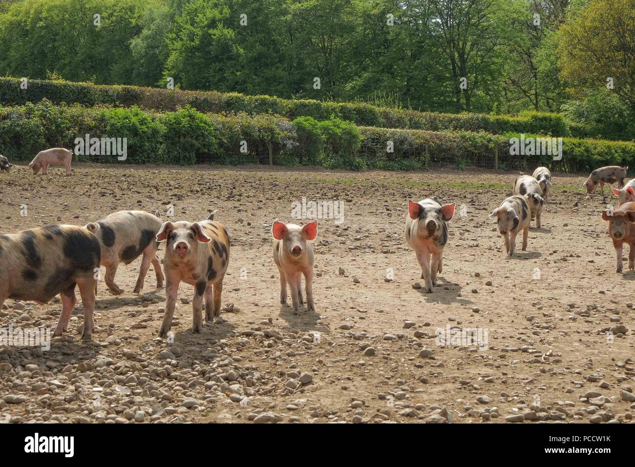 Drought Pigs High Resolution Stock Photography and Images - Alamy