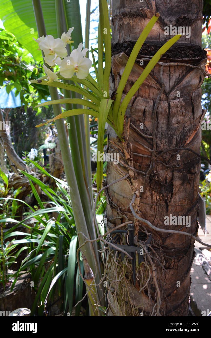 Orchid in an orchid garden, showing the roots and the trunk of a palm ...