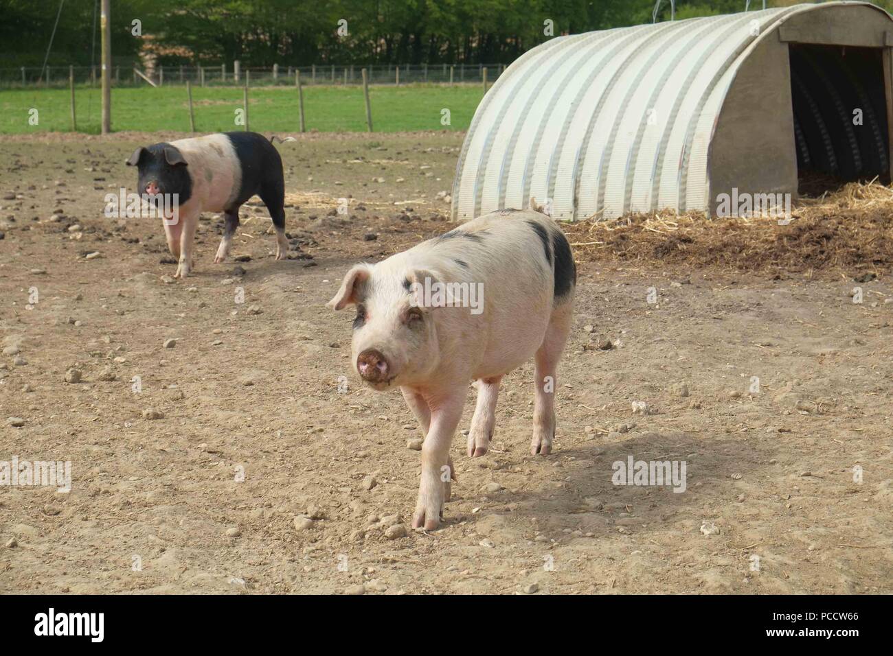 Pigs in a dry dusty field Stock Photo - Alamy