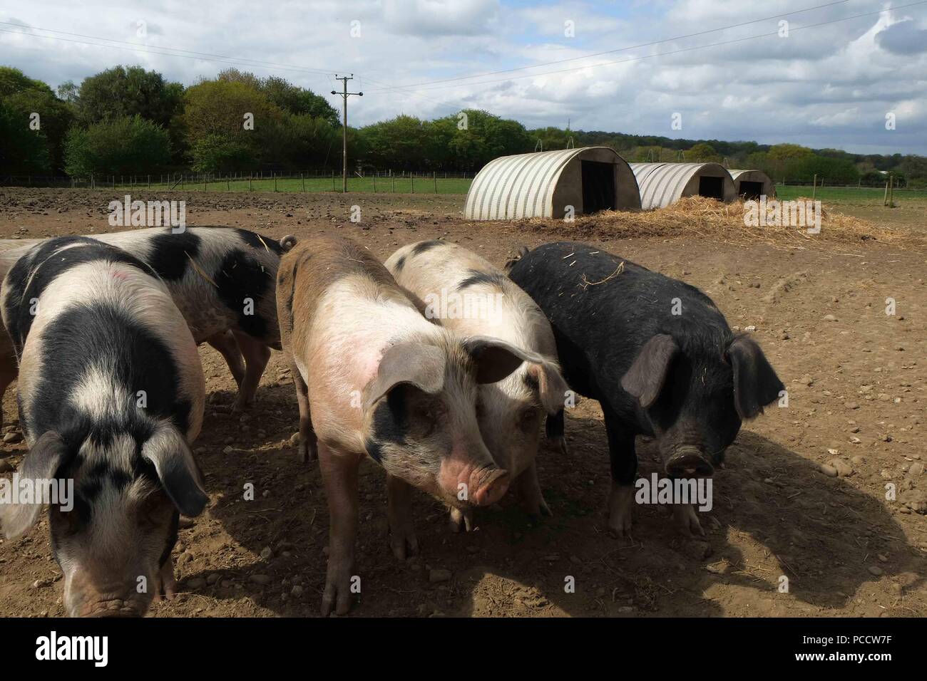 Drought Pigs High Resolution Stock Photography and Images - Alamy
