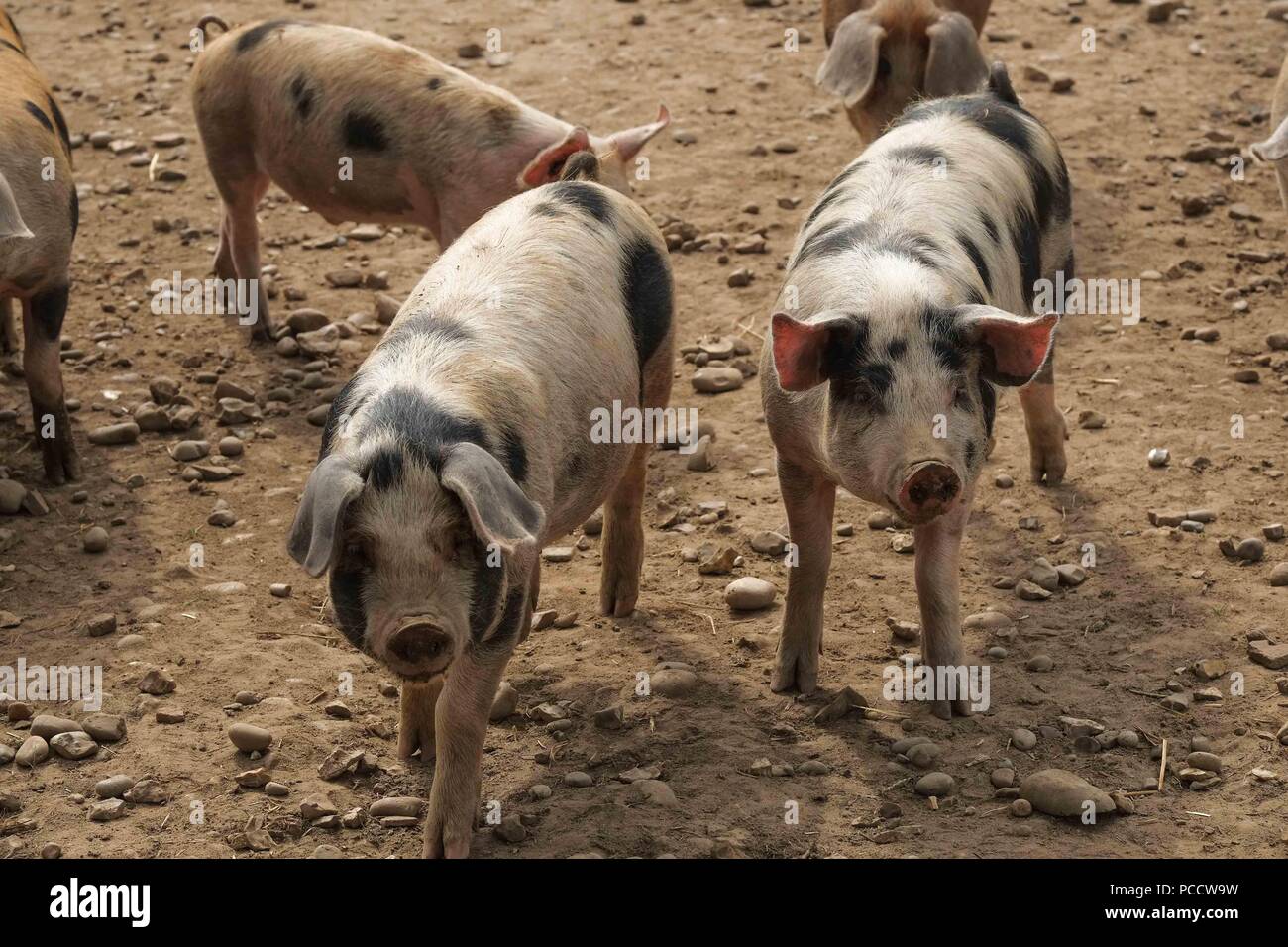 Pigs in a dry dusty field Stock Photo - Alamy