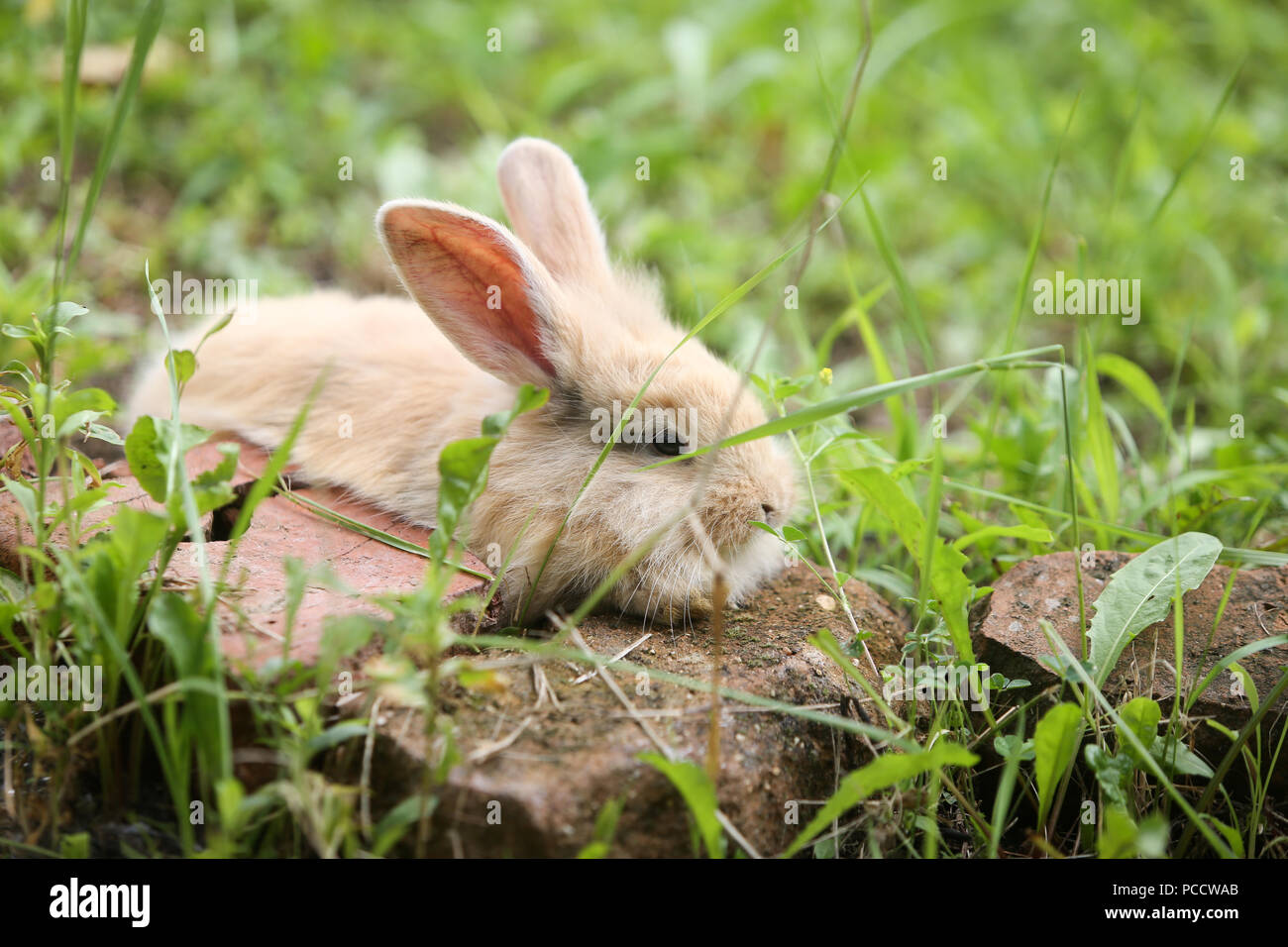 Domestic young rabbit in the backyard of a rural house enjoys the green ...