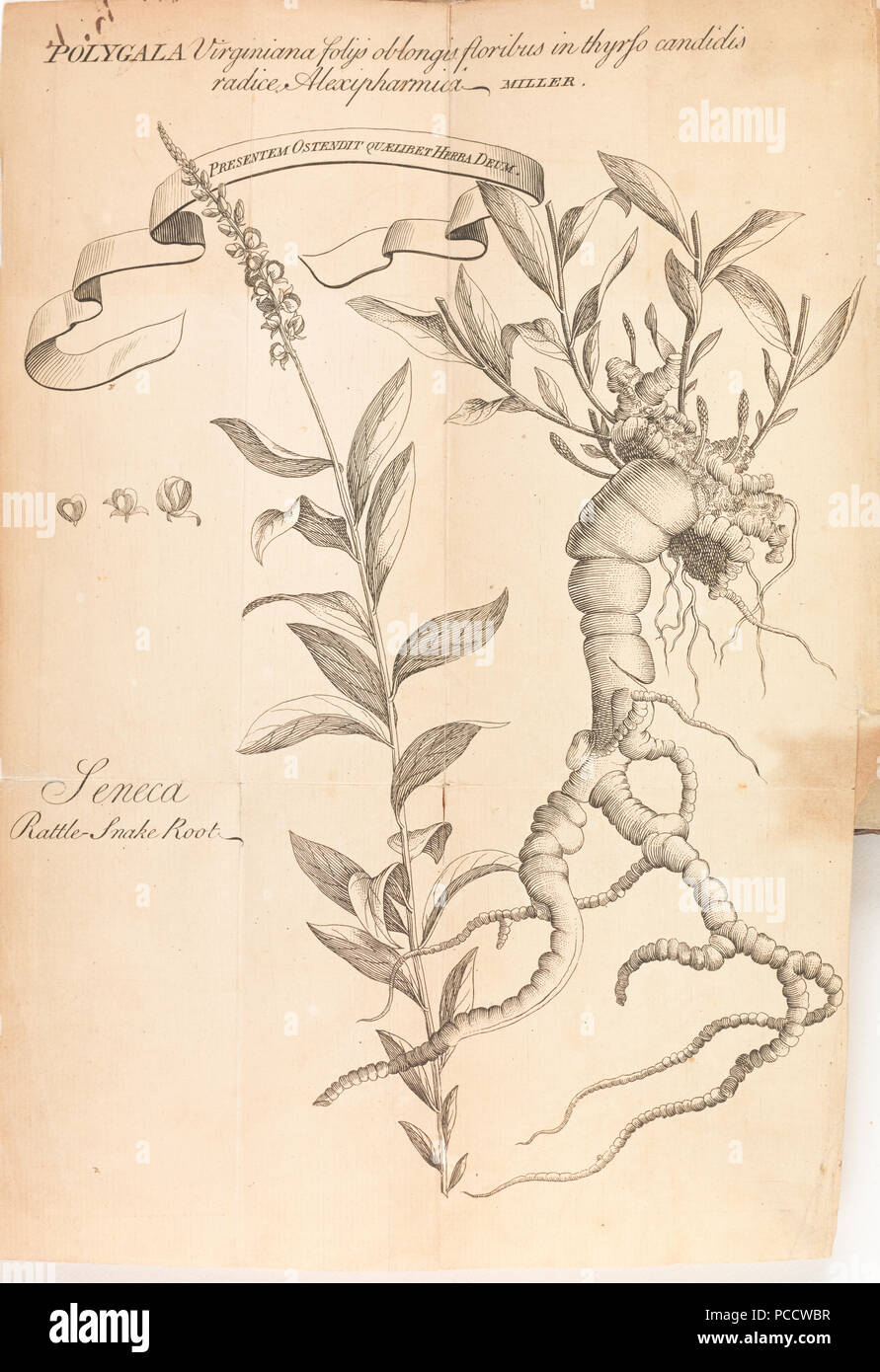 Seneca snake root hi-res stock photography and images - Alamy