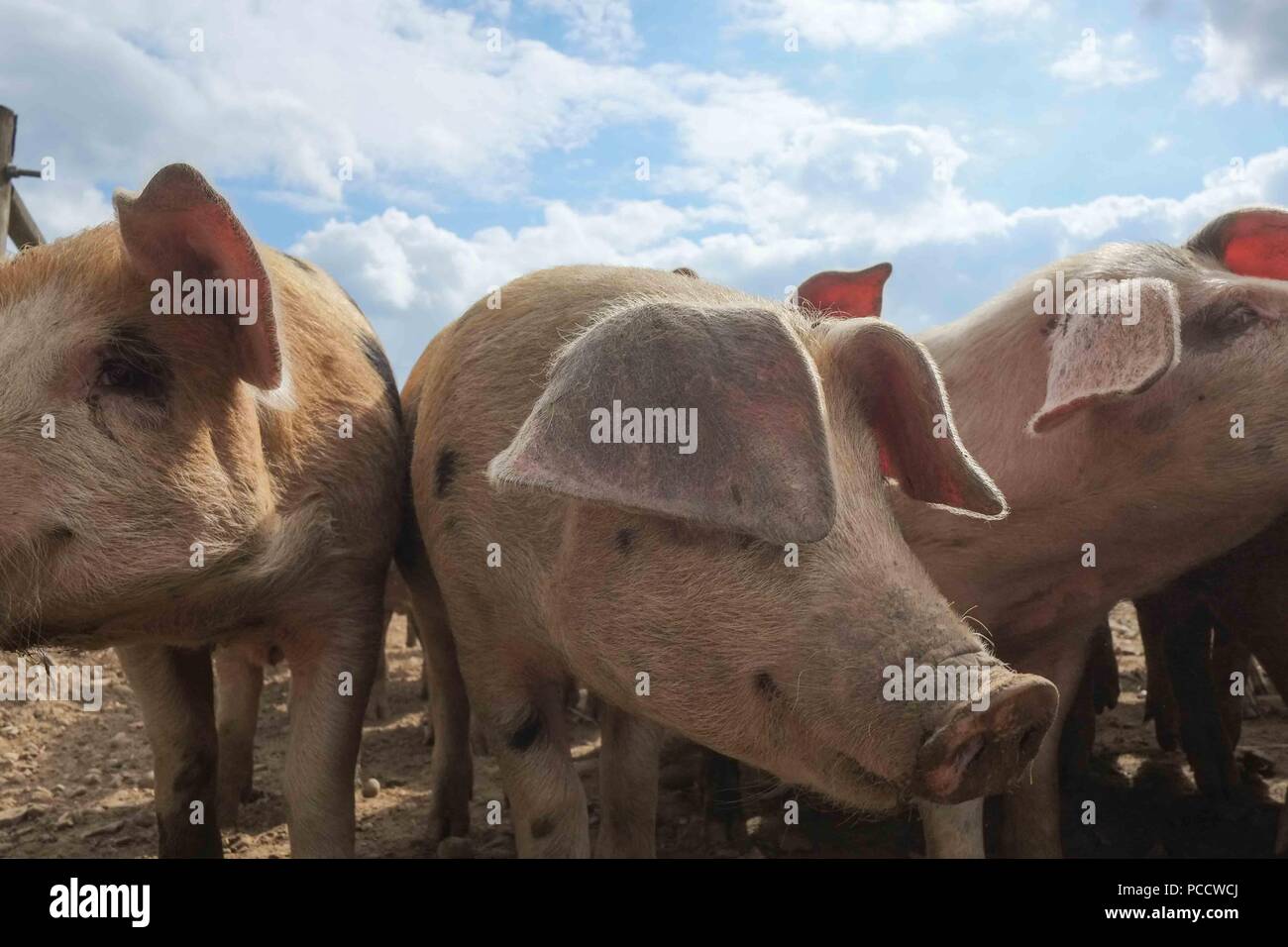 Drought pigs hi-res stock photography and images - Alamy