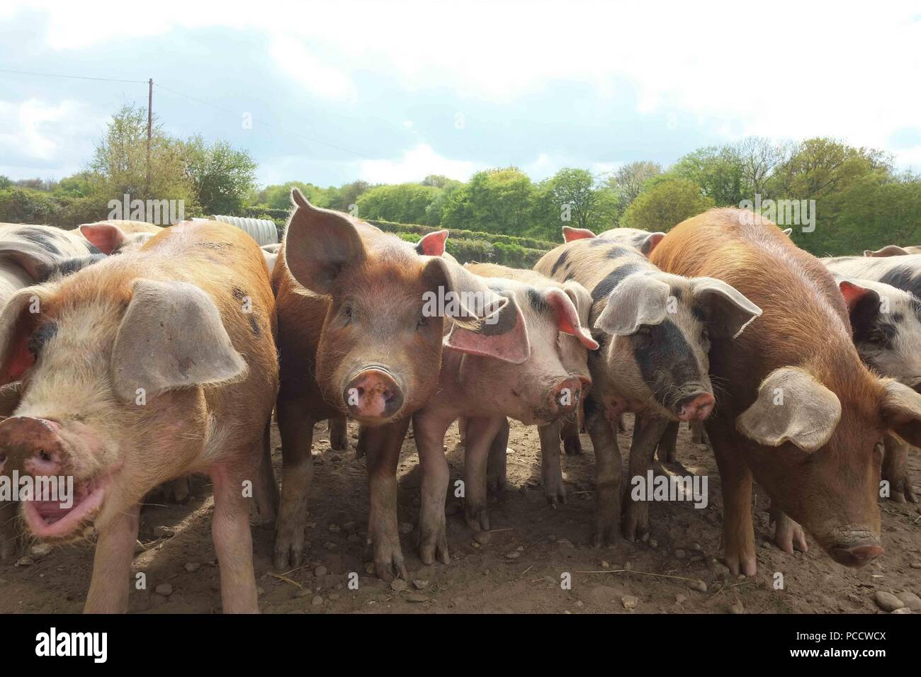 Pigs in a dry dusty field Stock Photo - Alamy