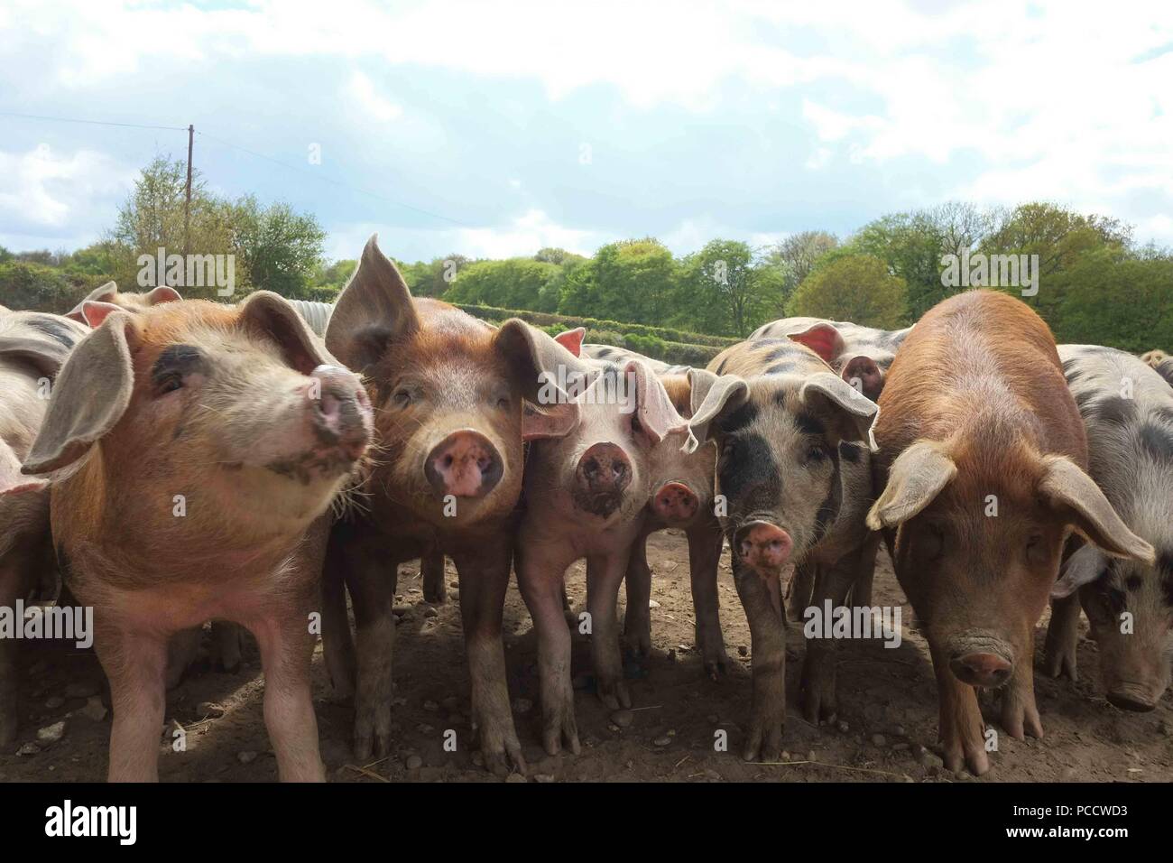 Pigs in a dry dusty field Stock Photo - Alamy