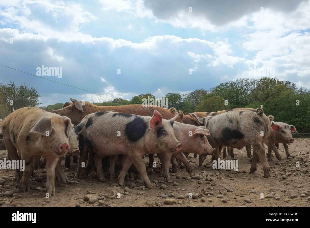 Pigs in a dry dusty field Stock Photo - Alamy