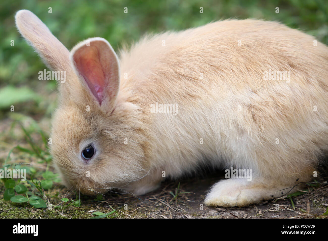 Domestic young rabbit in the backyard of a rural house enjoys the green ...