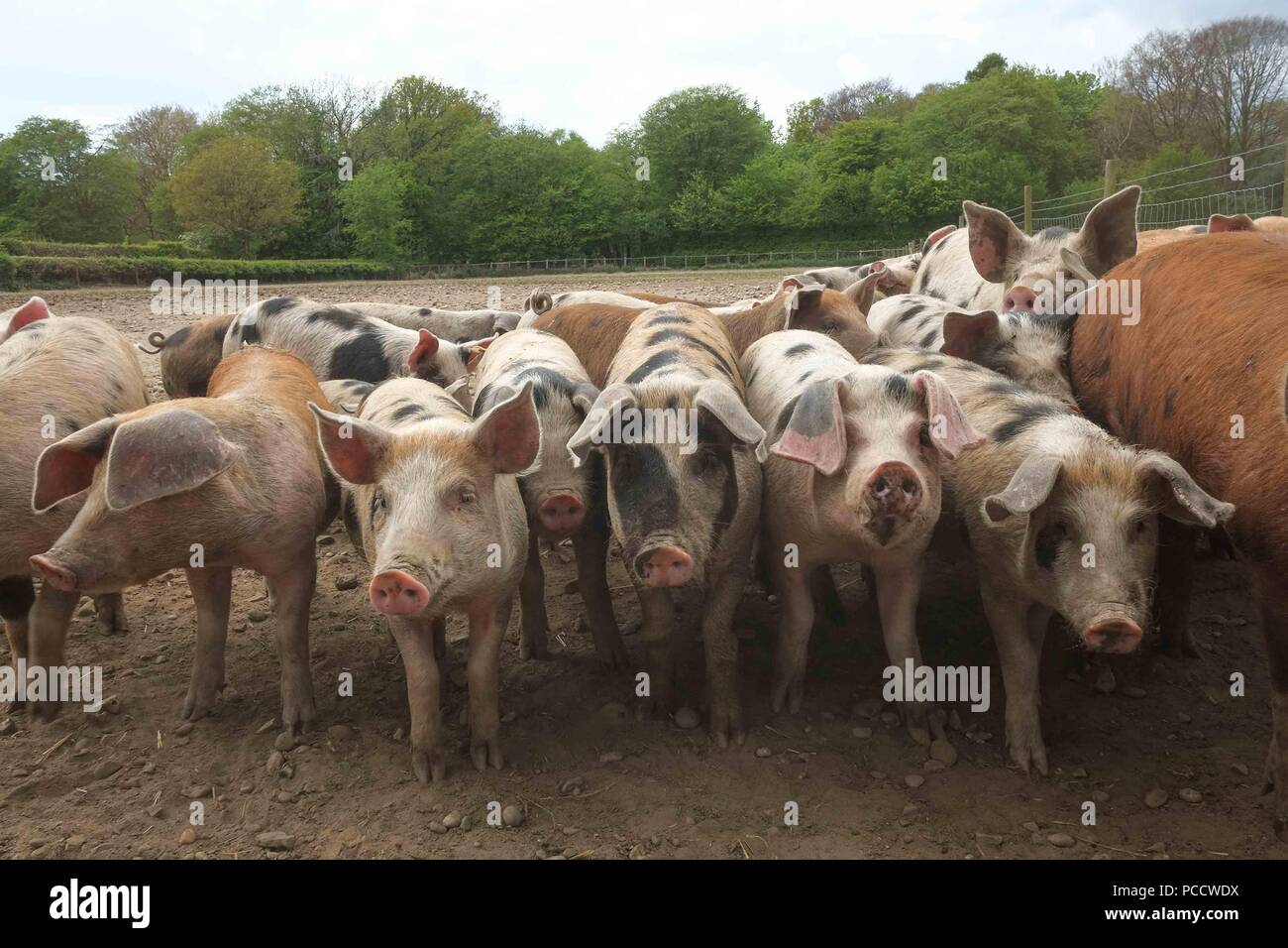 Pigs in a dry dusty field Stock Photo - Alamy