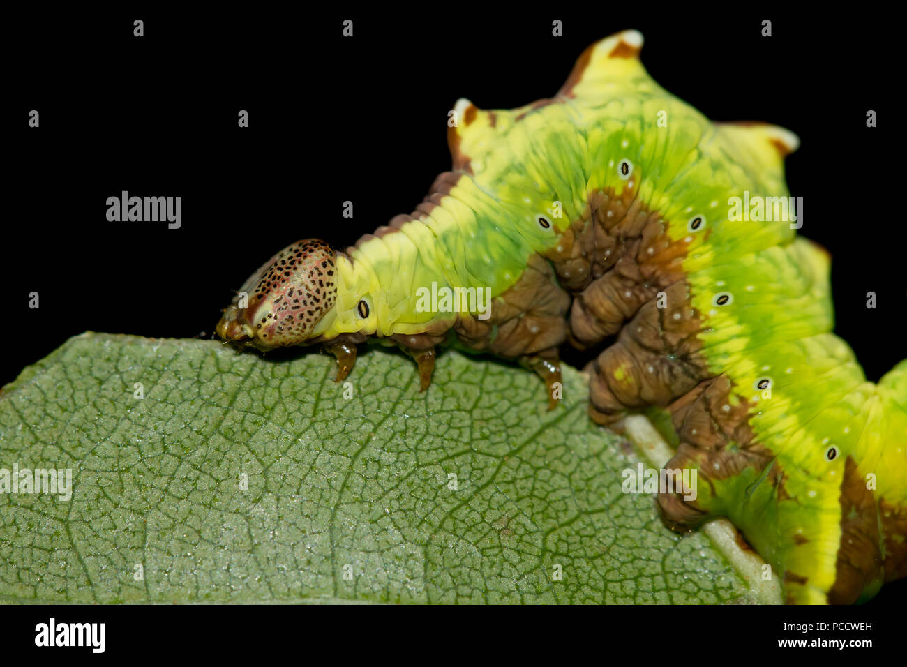 Iron prominent moth larvae Stock Photo - Alamy