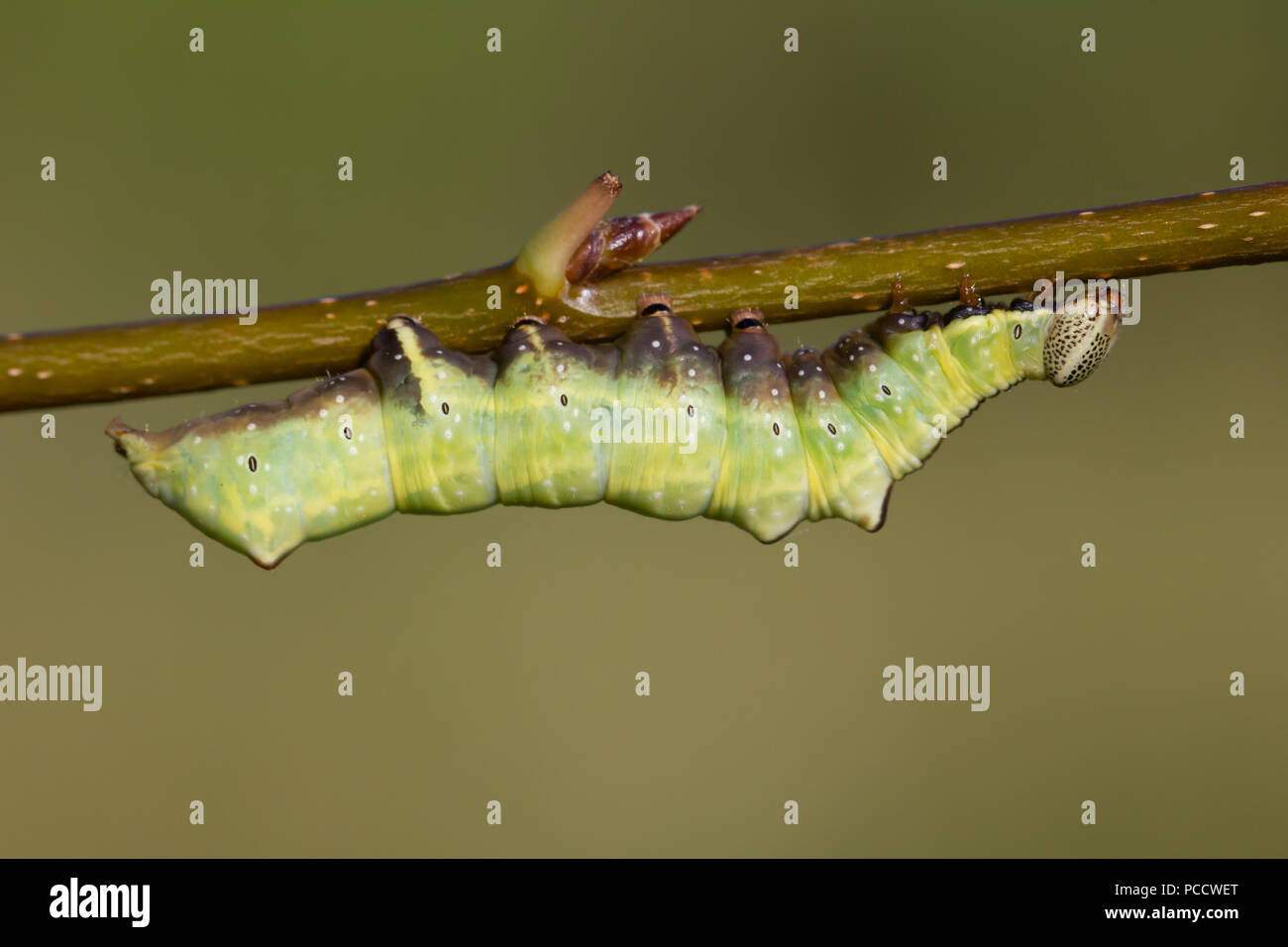 Prominent green moth hi-res stock photography and images - Alamy