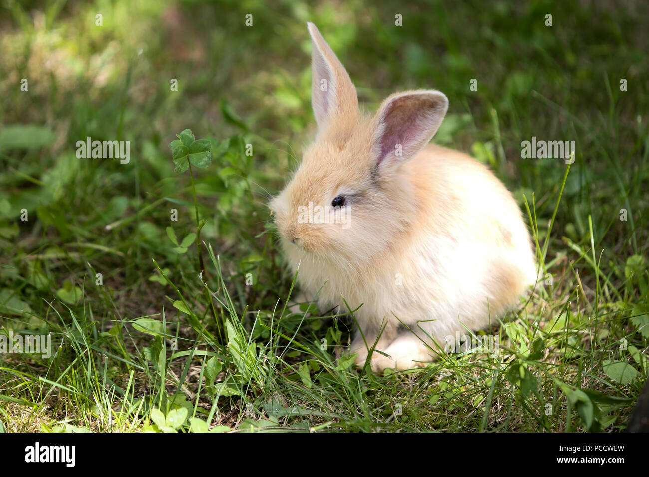 Domestic young rabbit in the backyard of a rural house enjoys the green ...