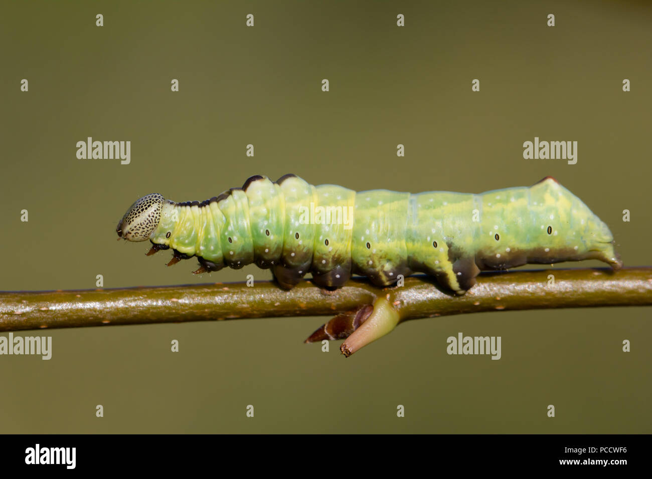 Dark prominent moth larvae Stock Photo - Alamy