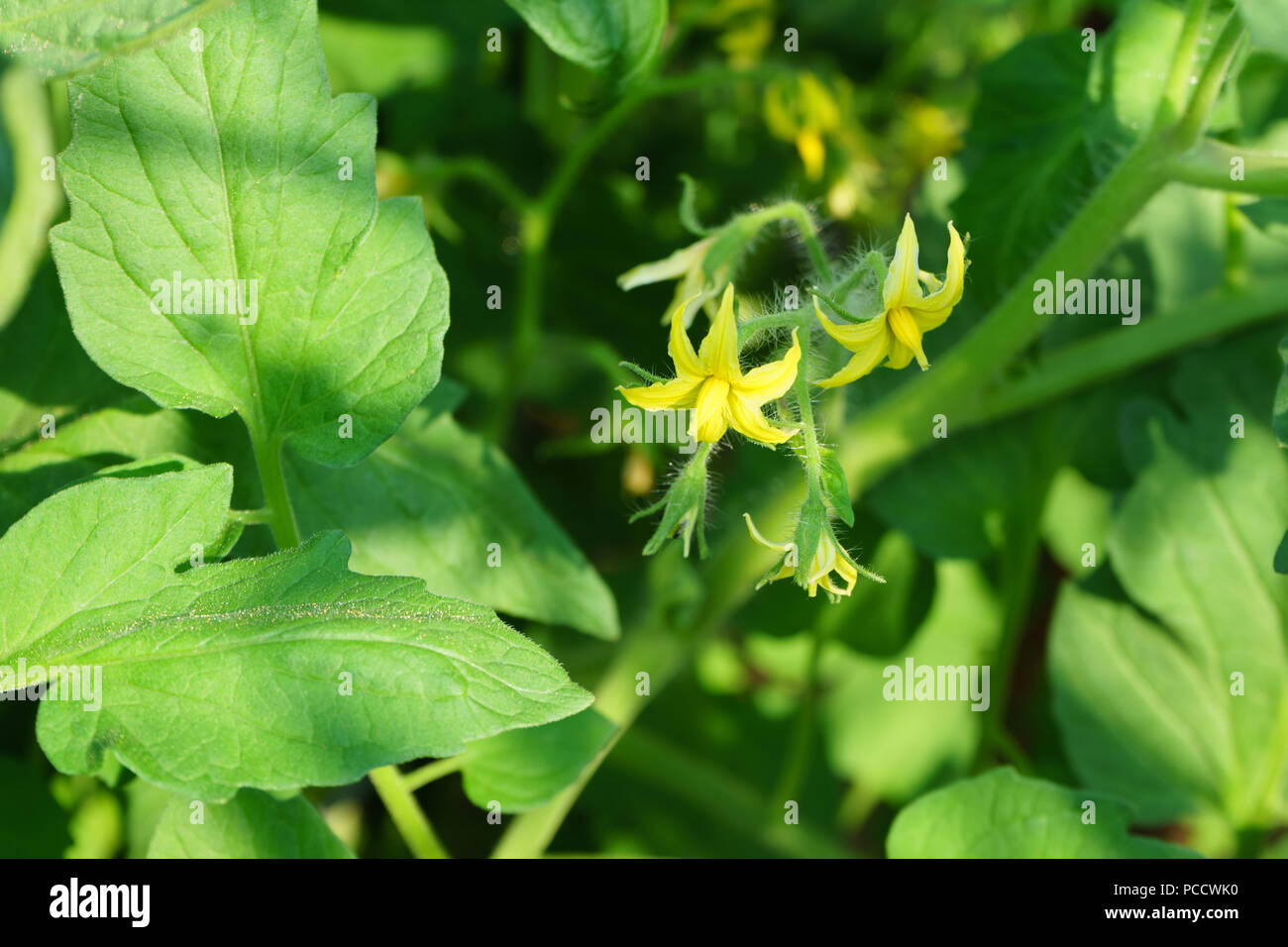 Tomato buds hi-res stock photography and images - Alamy