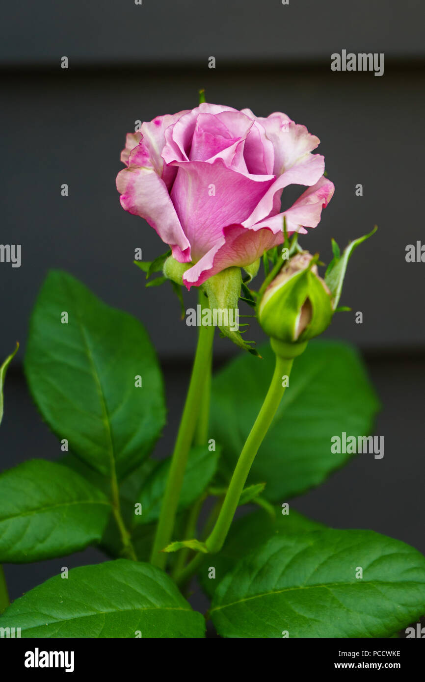 Rose hip stem hi-res stock photography and images - Alamy