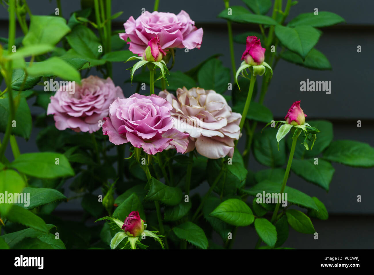 Summertime Rose Blooms Stock Photo - Alamy