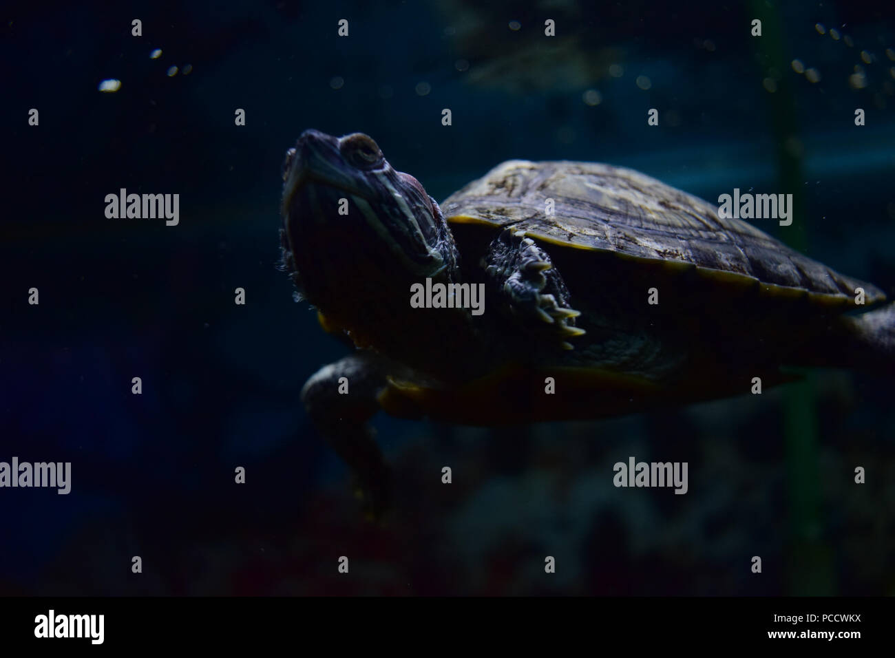 Tank turtle aquarium hi-res stock photography and images - Alamy