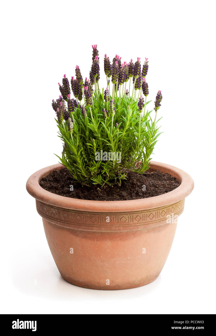 Lavender bush in flower pot isolated on white Stock Photo - Alamy