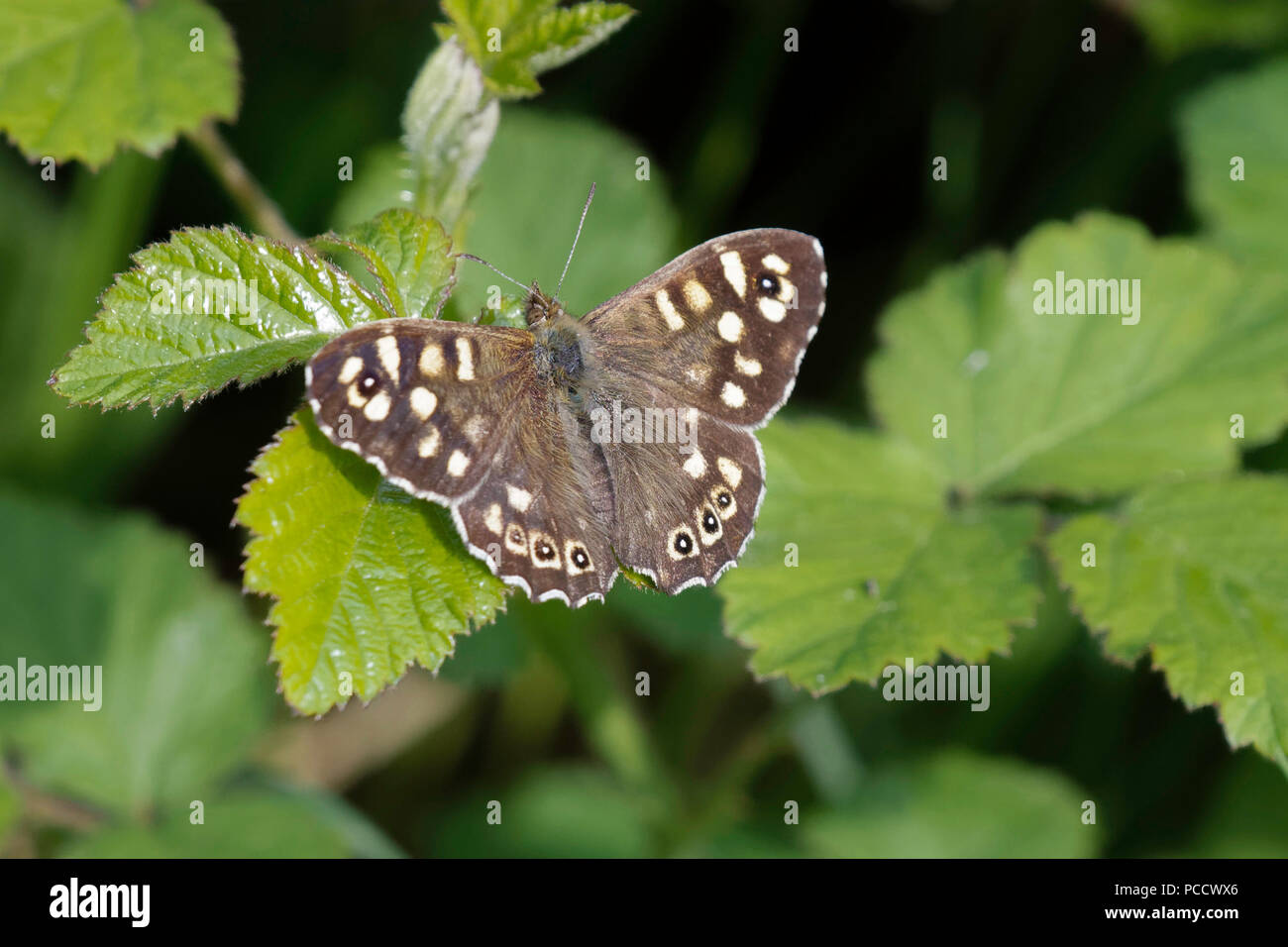 Upper wing hi-res stock photography and images - Alamy