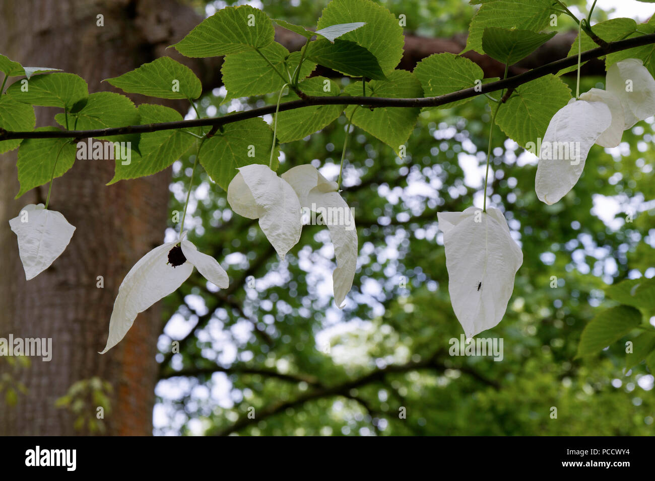 Davidia involucrata dove tree hi-res stock photography and images - Alamy