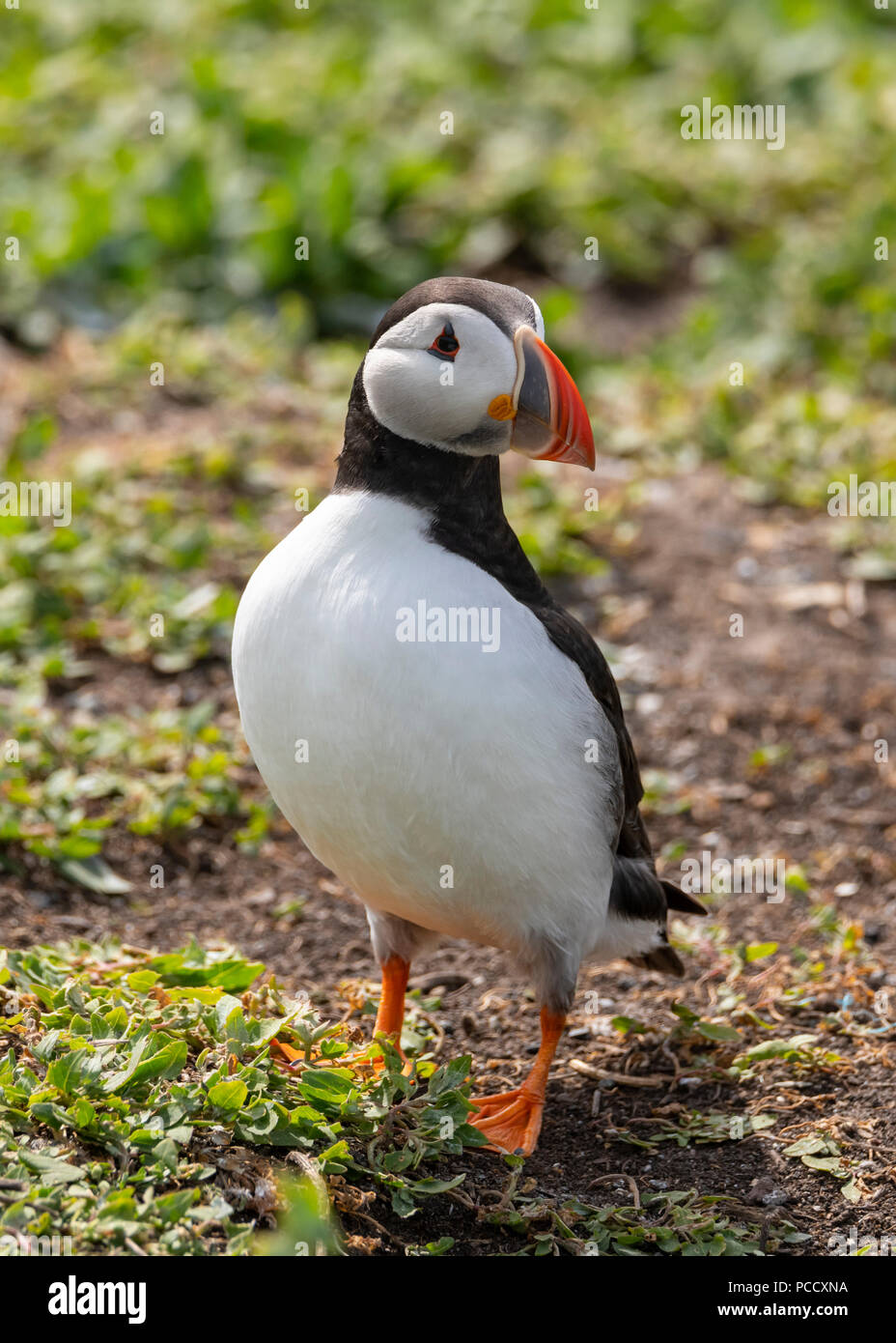 Farne puffin hi-res stock photography and images - Alamy