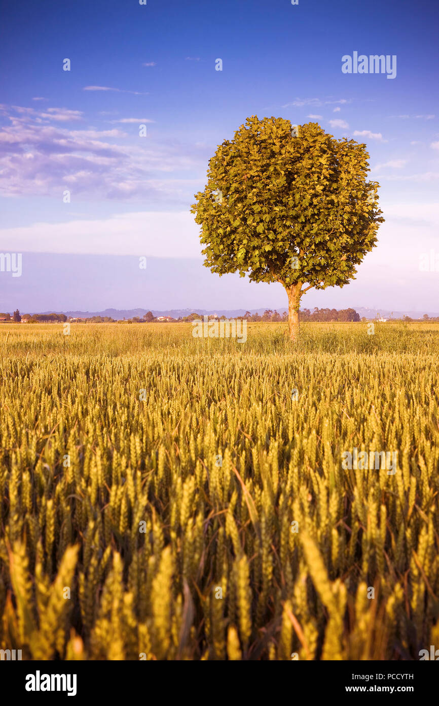 Isolated tree in a golden tuscany wheat field - (Italy) - toned image ...