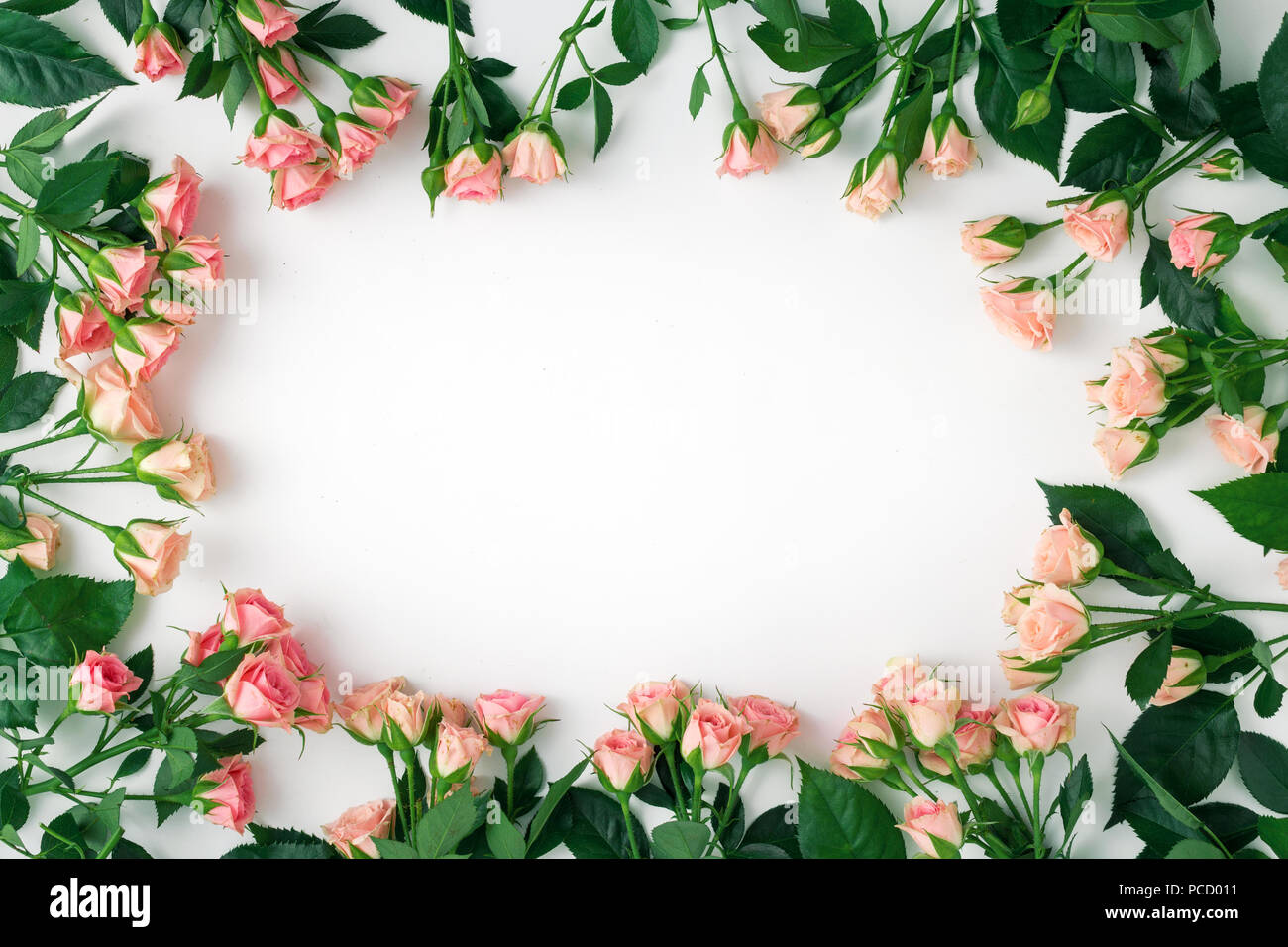 Frame of pink roses on a white background. Top view Stock Photo - Alamy