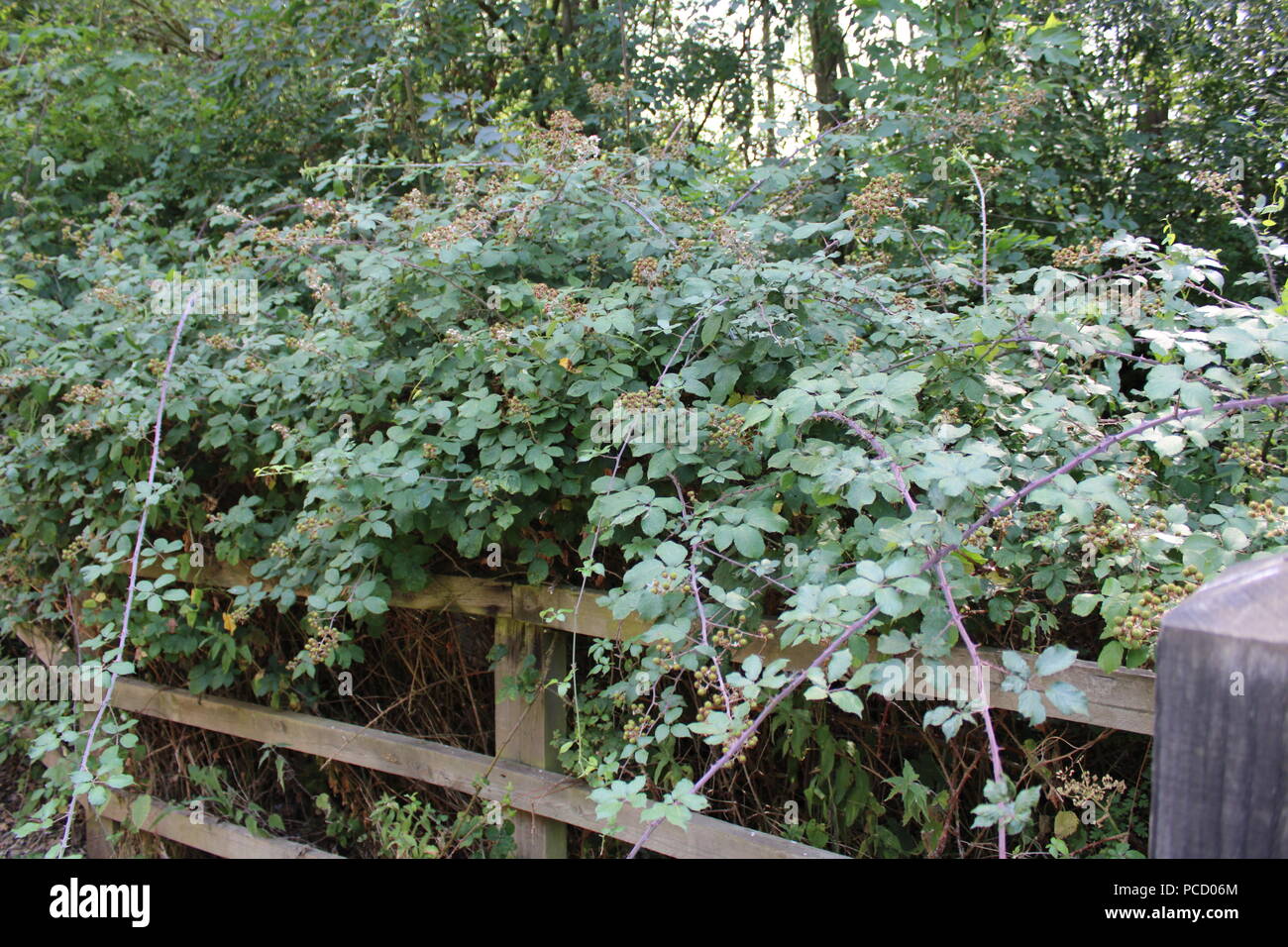 Blackberry plant fence hi-res stock photography and images - Alamy