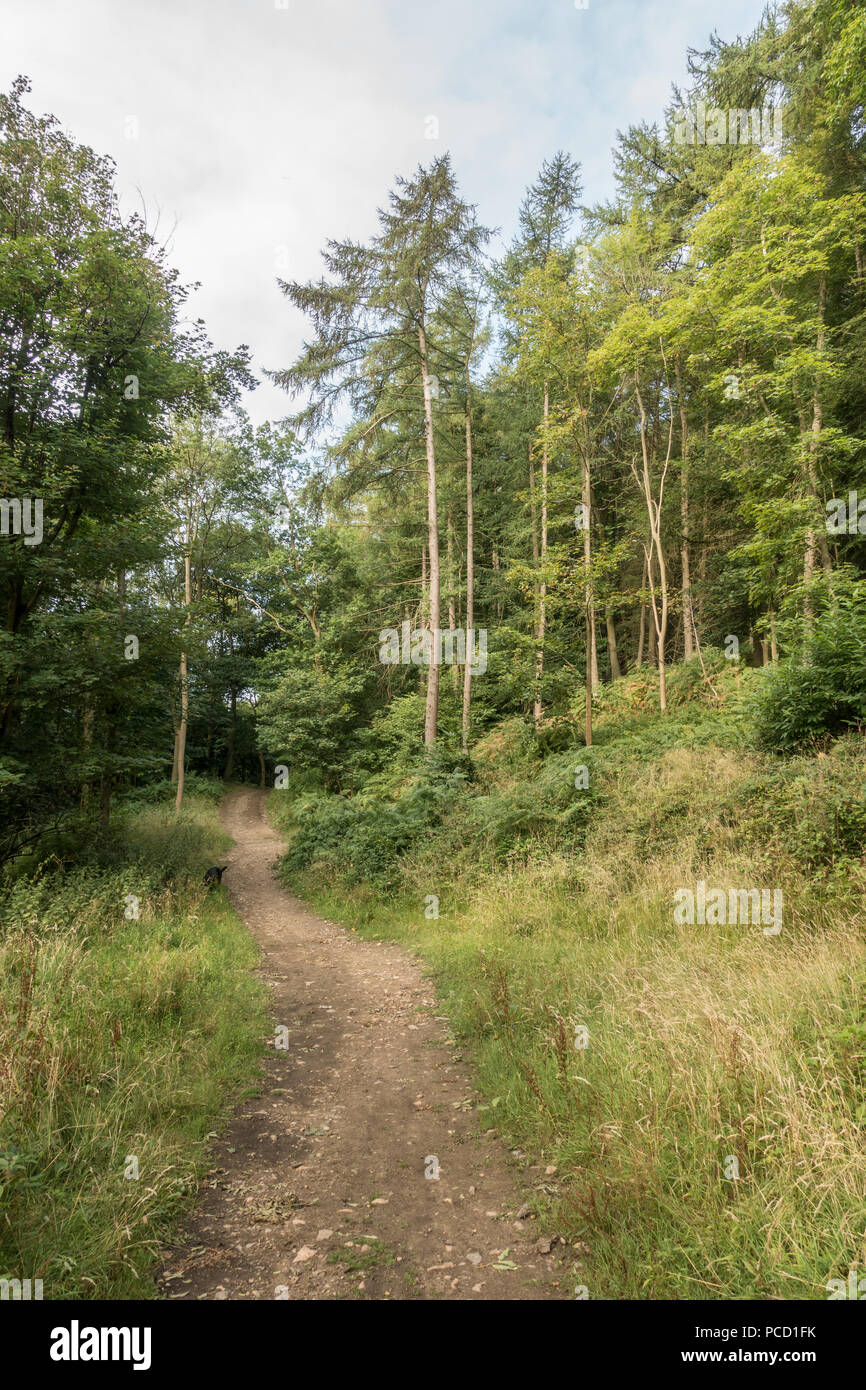 Woodland walk amongst the trees in the forest at The Wrekin in Telford ...