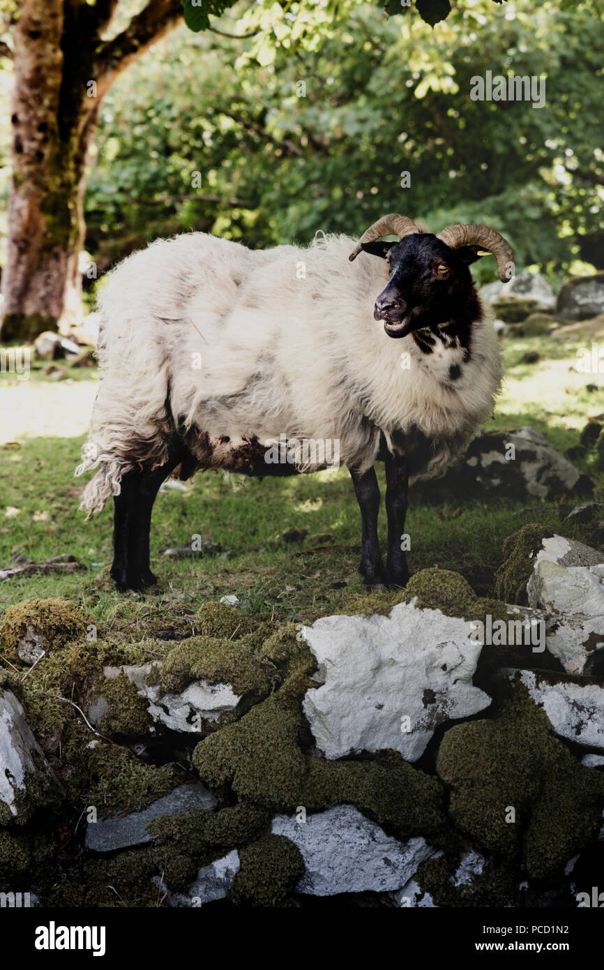 Sheep posing for the camera Stock Photo - Alamy