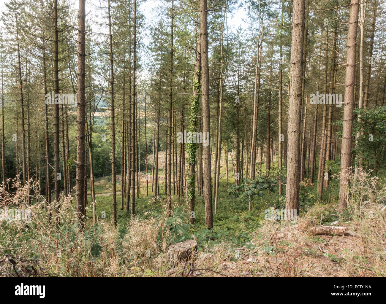 Woodland walk amongst the trees in the forest at The Wrekin in Telford ...