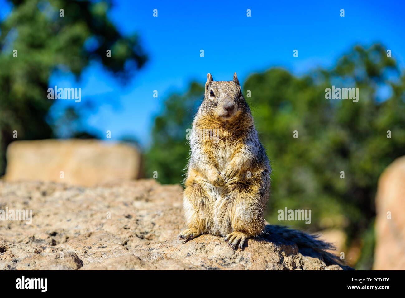 Kaibab squirrel grand canyon hi-res stock photography and images - Alamy