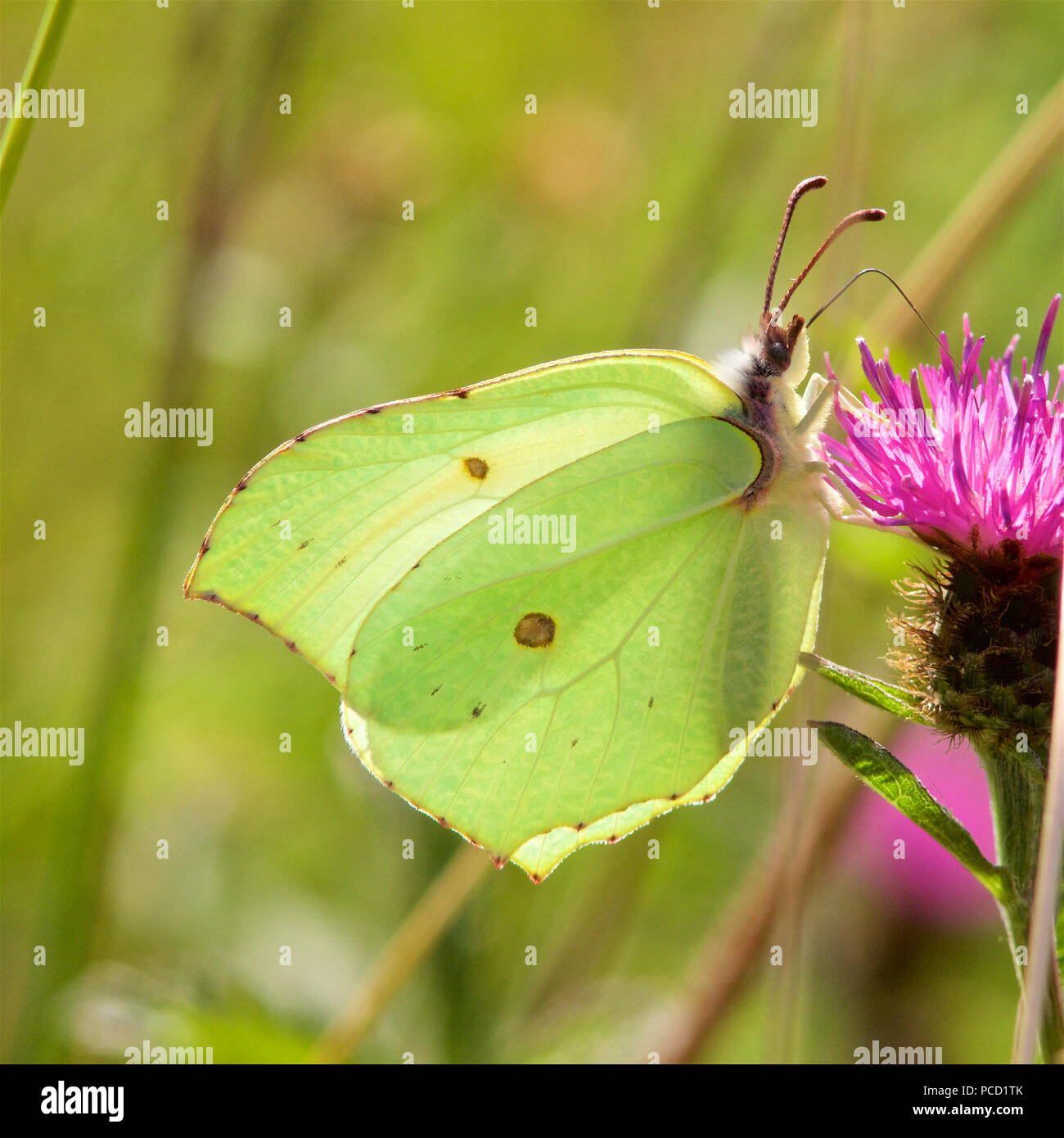 Brimstone butterfly hi-res stock photography and images - Alamy