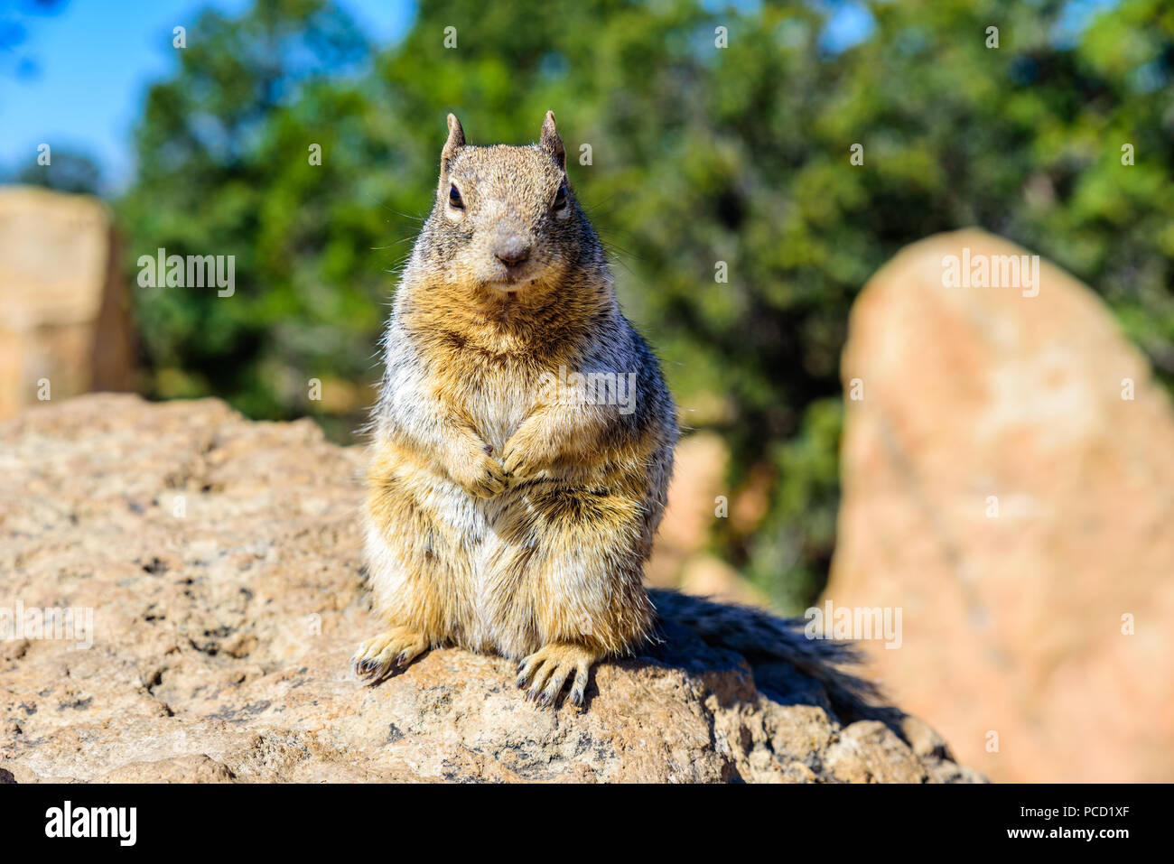 Kaibab squirrel at the Grand Canyon, in northern Arizona, USA Stock ...