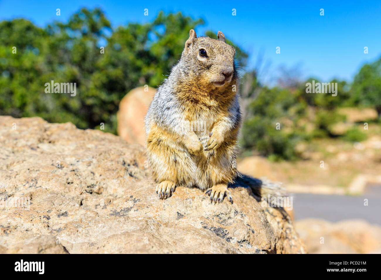 Kaibab squirrel at the Grand Canyon, in northern Arizona, USA Stock ...
