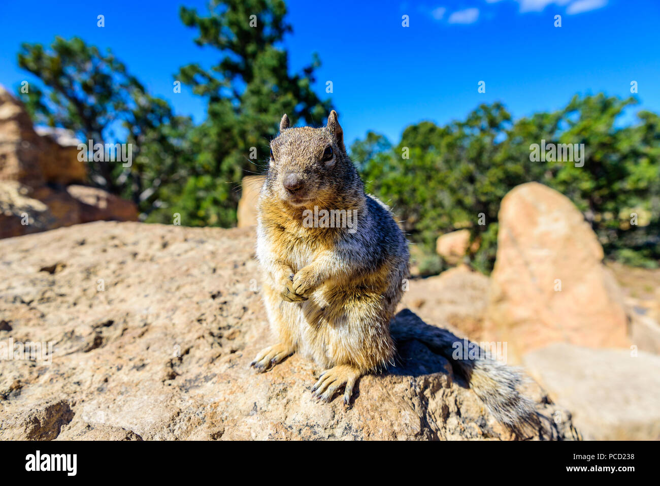 Kaibab squirrel at the Grand Canyon, in northern Arizona, USA Stock ...
