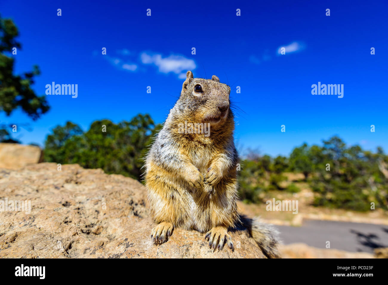 Kaibab squirrel hi-res stock photography and images - Alamy