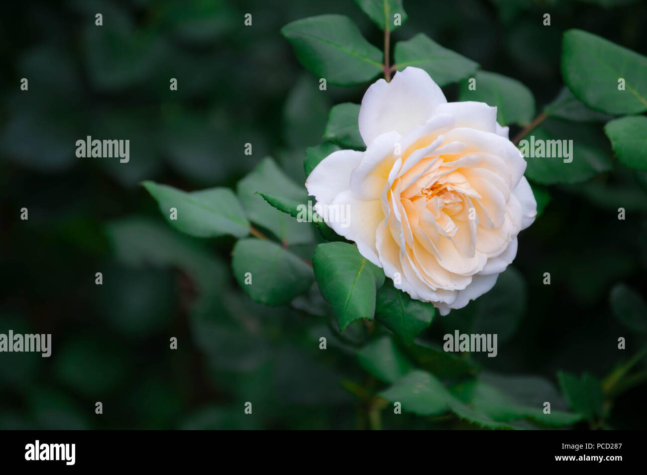 White rose blossom hi-res stock photography and images - Alamy