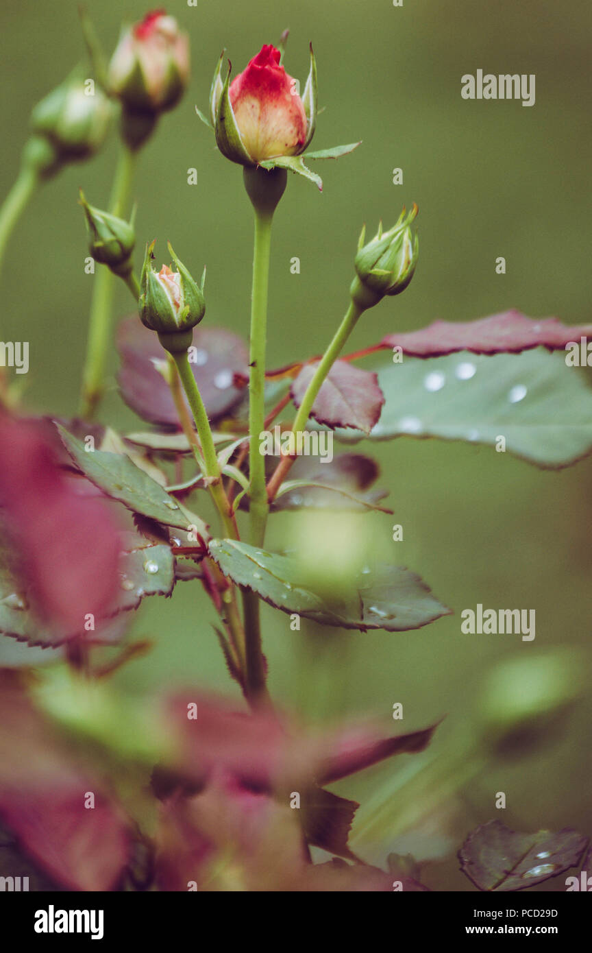 Beautiful rosebuds in the garden, after rain Stock Photo - Alamy
