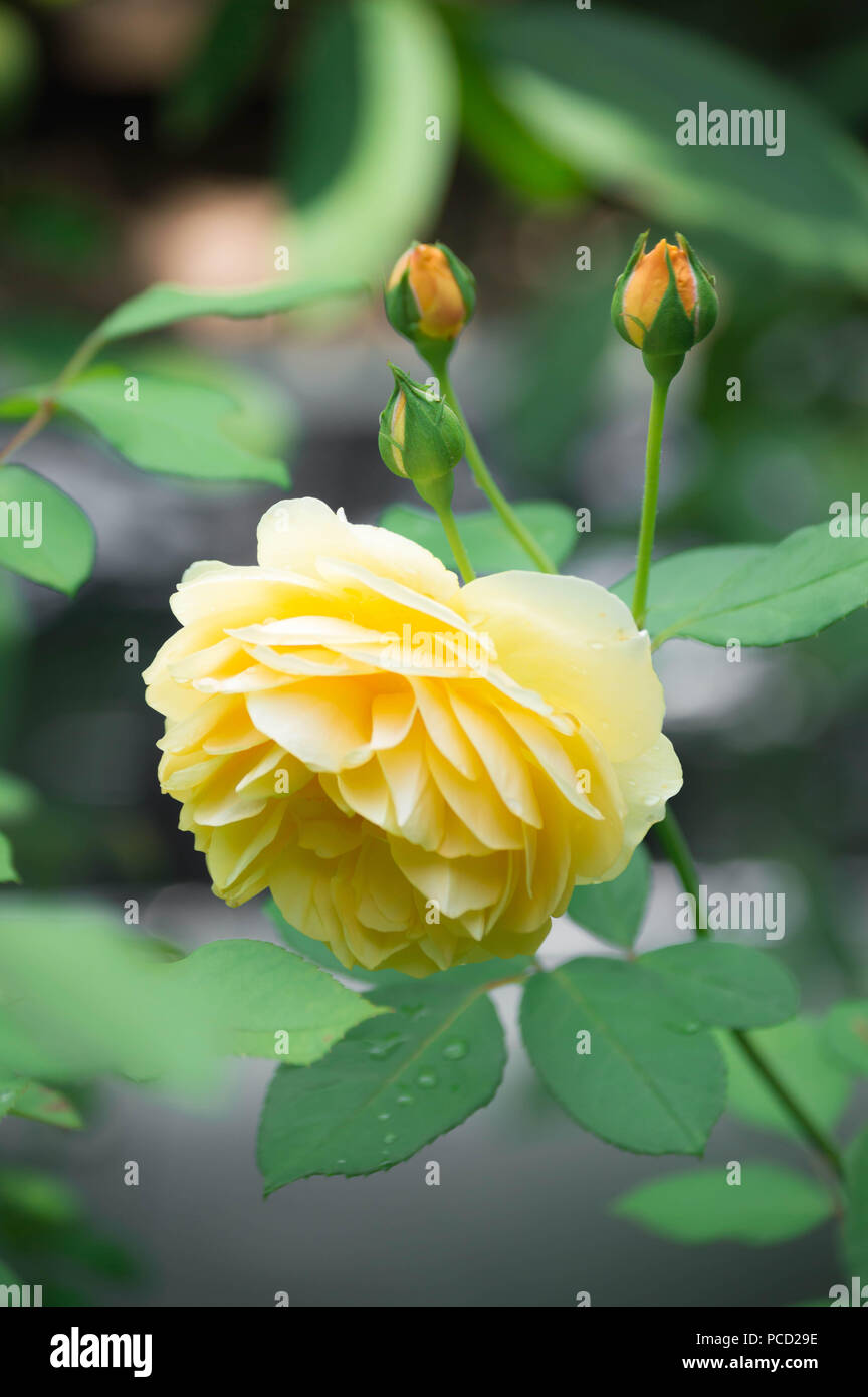 Rosebud and leaves hi-res stock photography and images - Alamy