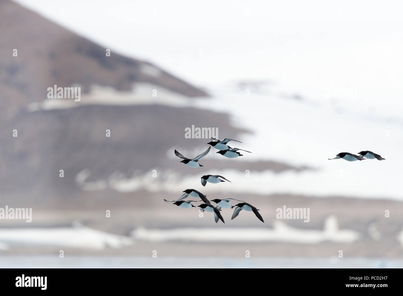 Brunnichs guillemots in flight hi-res stock photography and images - Alamy