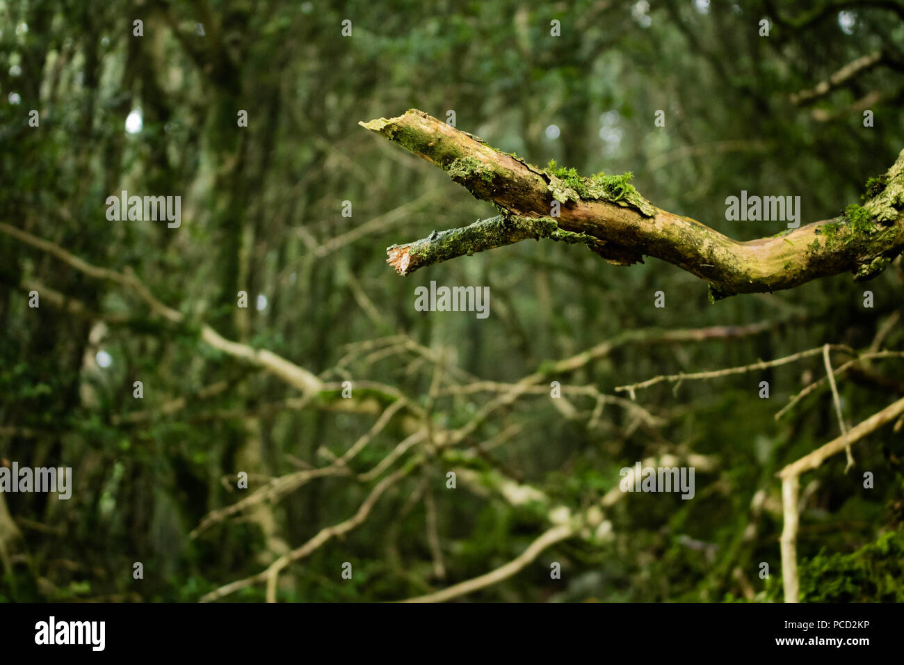 Densely green hi-res stock photography and images - Alamy